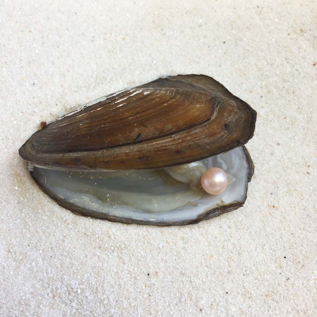 Crema suelta perla grande 7-8mm perla redonda AAAA Mejor calidad ...