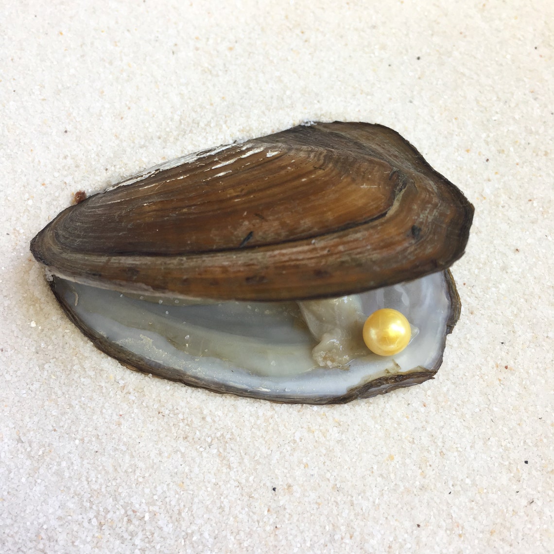 Samoan Sun Yellow Loose Pearl Large 7-8mm Round Pearl! AAAA+ BEST ...