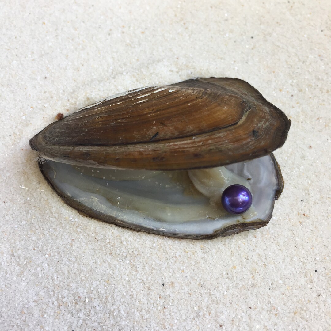 Deep Purple Loose Pearl Large 7-8mm Round Pearl AAAA BEST Quality USA ...