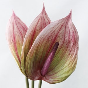 5PCS Artificial Flower Anthurium Home Decoration Store - Etsy