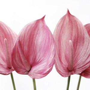 5PCS Artificial Flower Anthurium Home Decoration Store - Etsy