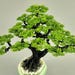 Wire Bonsai Tree Cascade, Art Bonsai Tree, Sculpture Bonsai Tree ...