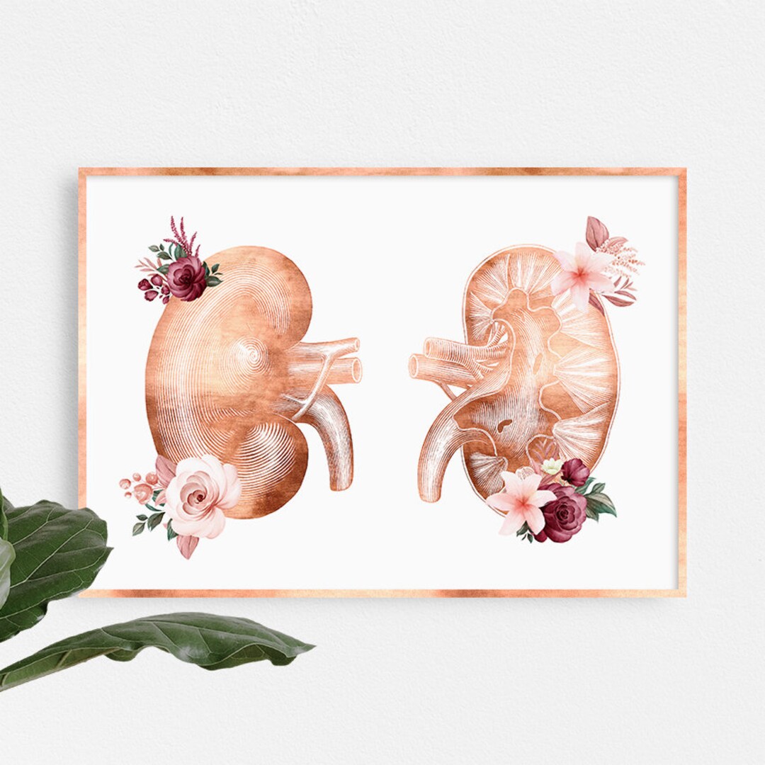 Kidney Anatomy Wall Art, Urologist Gift, Urology Art, Kidney Print - Etsy