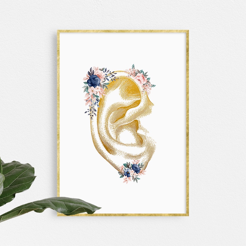 Human Ear Anatomy Art Print, Audiology Art, Outer Ear the Auricle ...