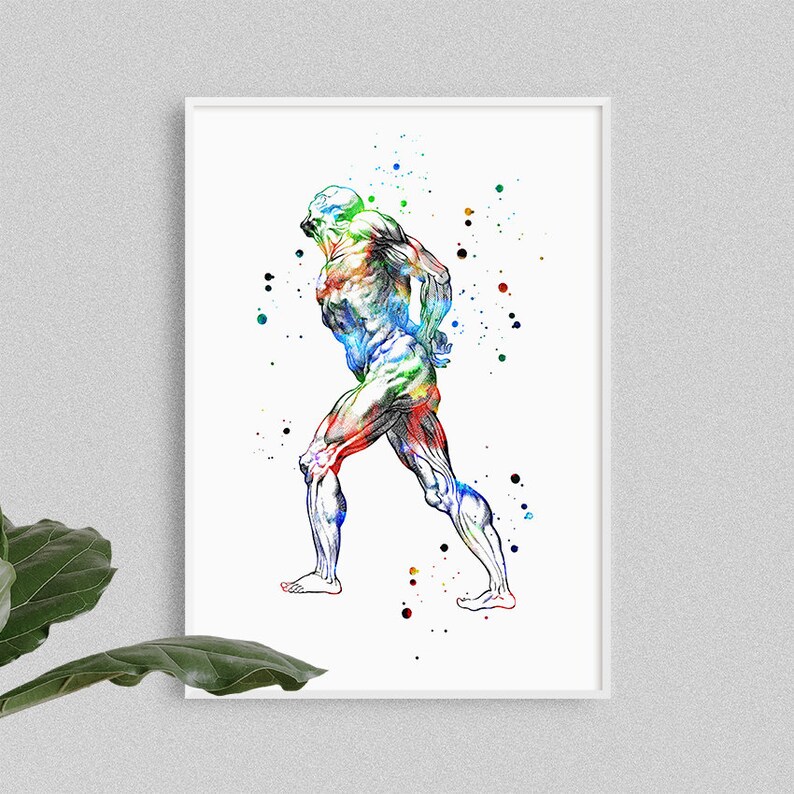 Muscular System Anatomy Art Poster Sports Medicine Gift | Etsy