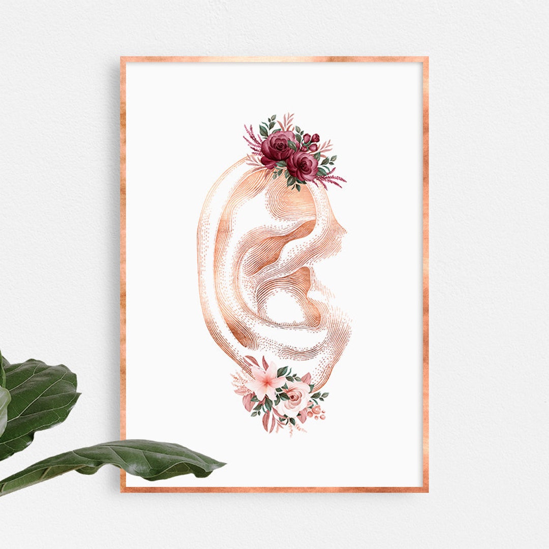Human Ear Anatomy Art Print, Audiology Art, Outer Ear the Auricle ...