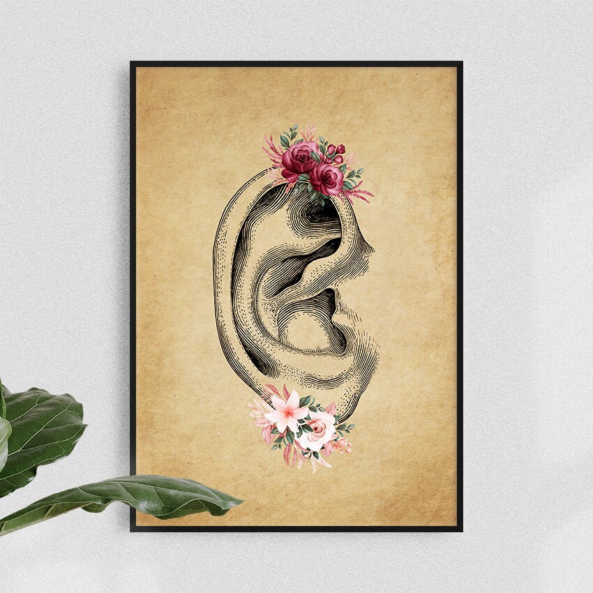 Human Ear Anatomy Art Print, Audiology Art, Outer Ear the Auricle ...