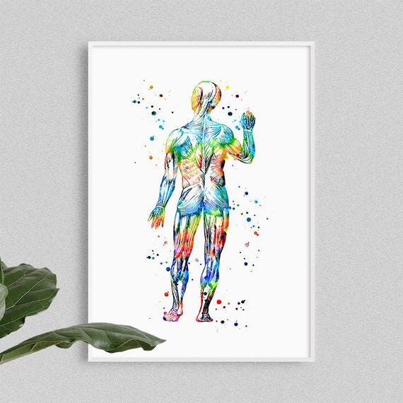 Muscular System Art Poster Anatomy Art Office Decor Doctor - Etsy