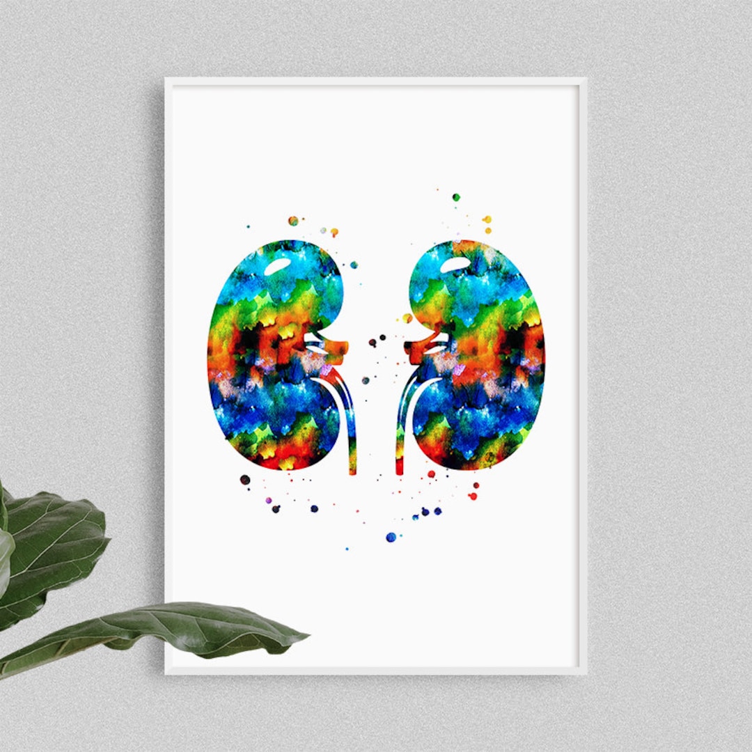 Kidneys Anatomy Art Watercolor Print for Doctor Office Decor ...