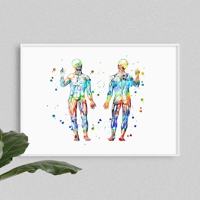 Muscle System Art Poster Medical Art Rheumatologist Gift - Etsy