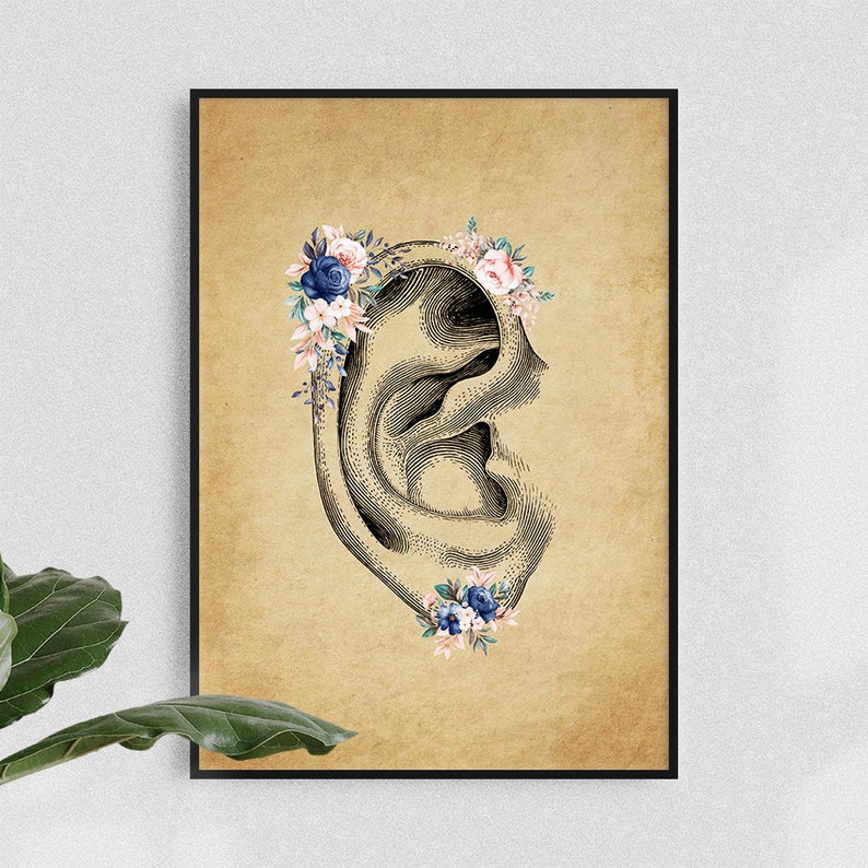Human Ear Anatomy Art Print, Audiology Art, Outer Ear the Auricle ...