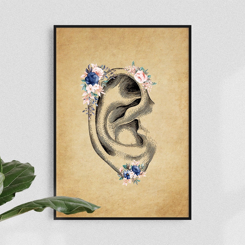 Human Ear Anatomy Art Print, Audiology Art, Outer Ear the Auricle ...