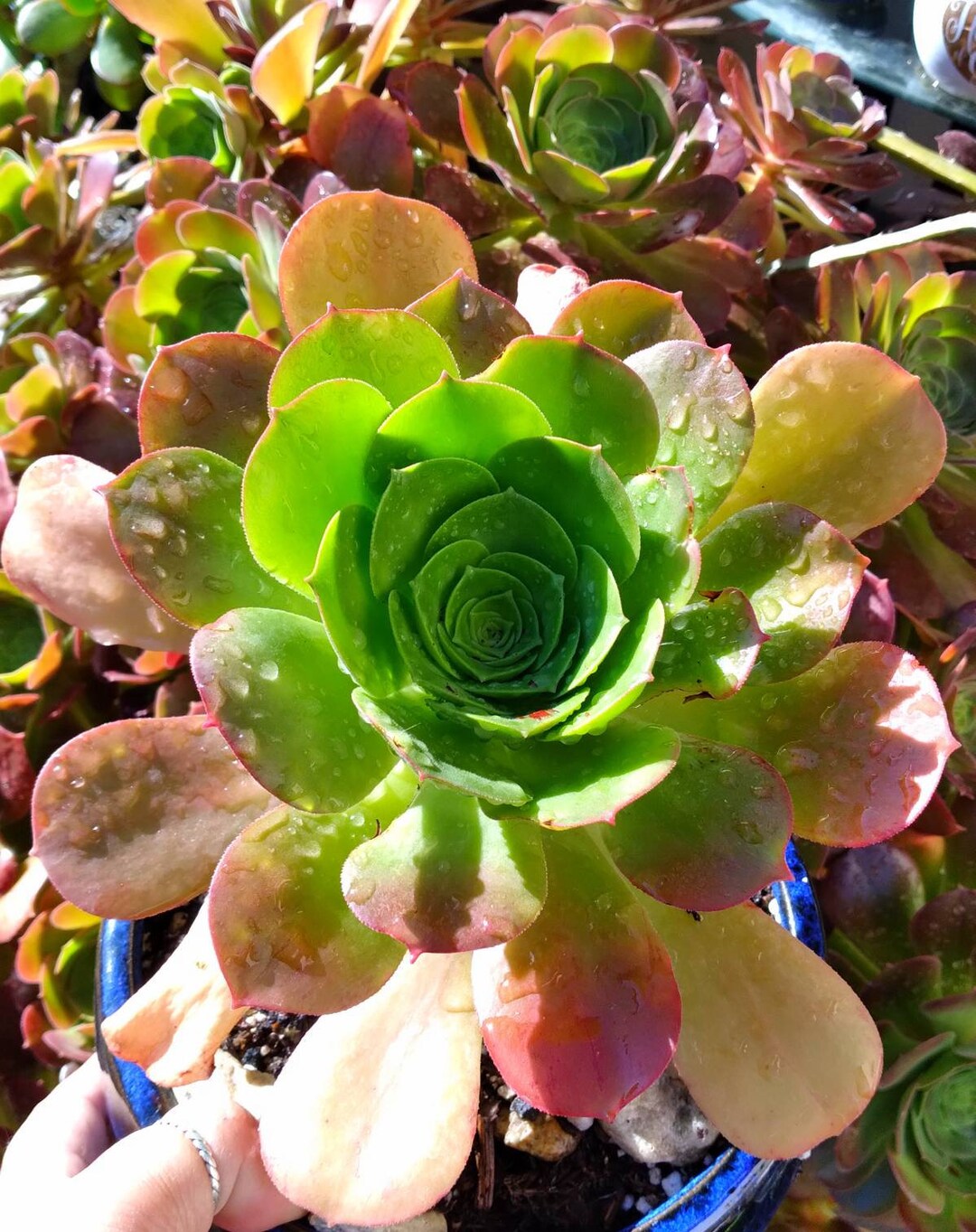 HUGE Aeonium Pinwheel Rosette Arboreum Hybrid Rooted Over 7" Tall ...