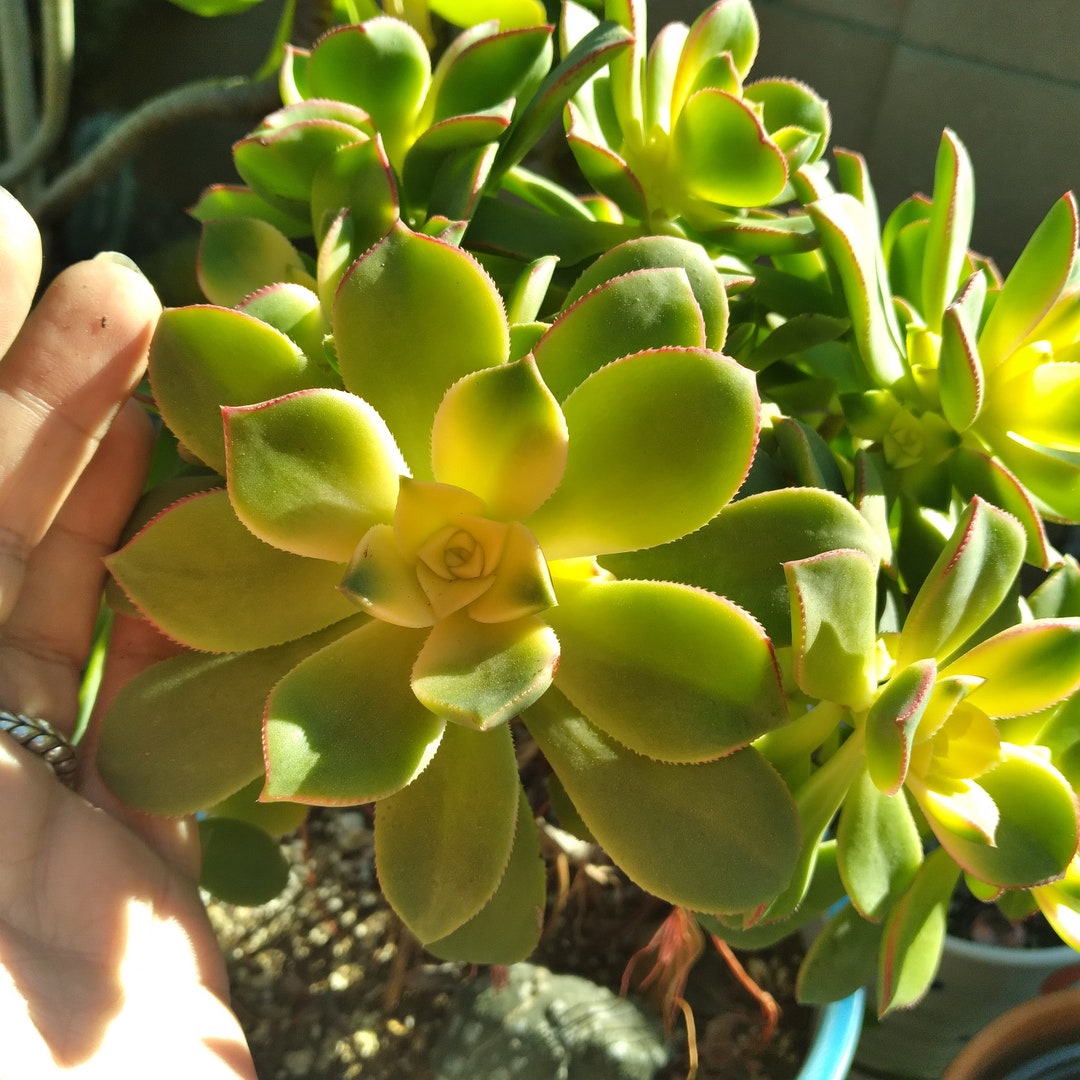 Fluffy Aeoniums 12" Tall Succulents - Etsy