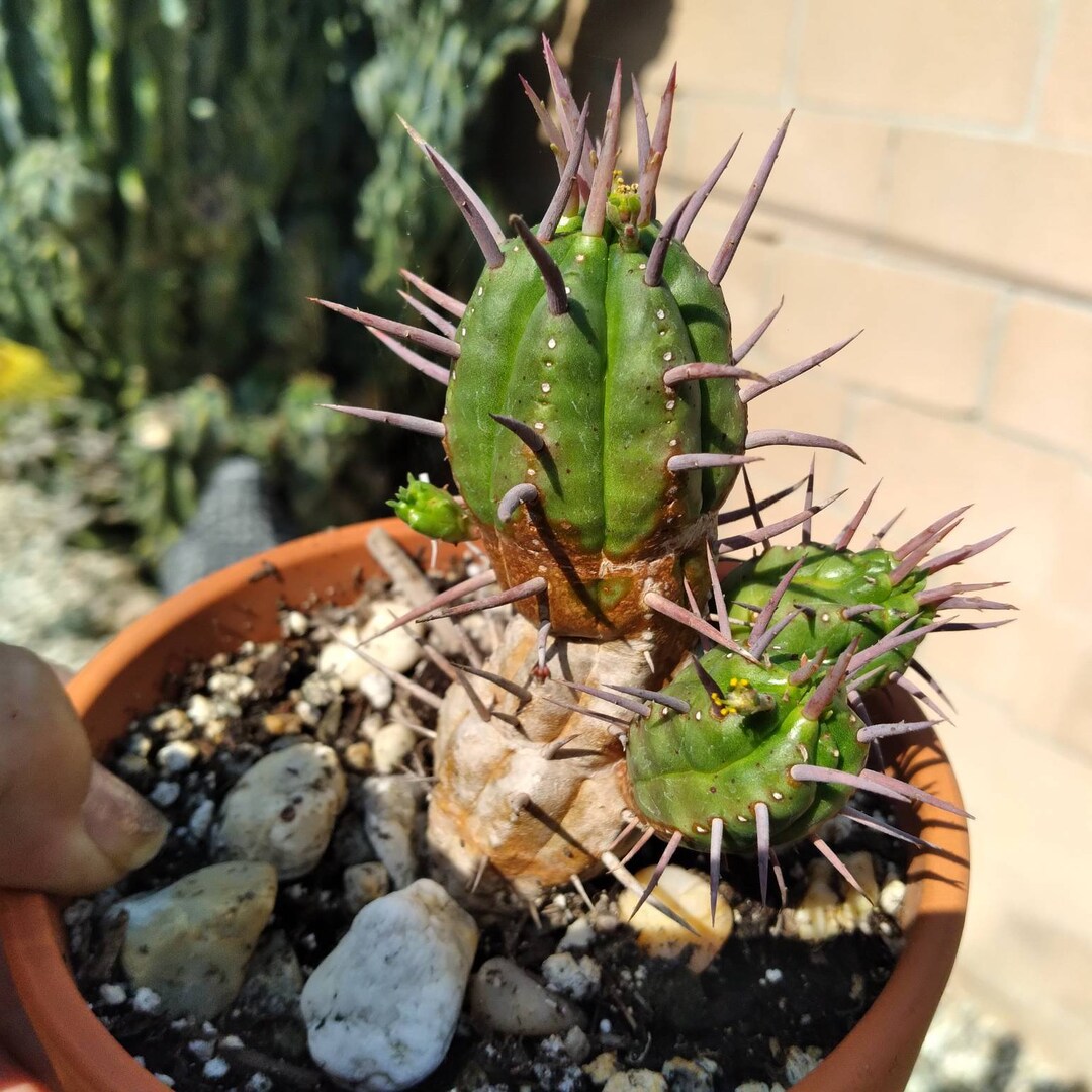 RARE PURPLE Ferox Spiky 4" EUPHORBIA With Side Arms Cactus Torch - Etsy
