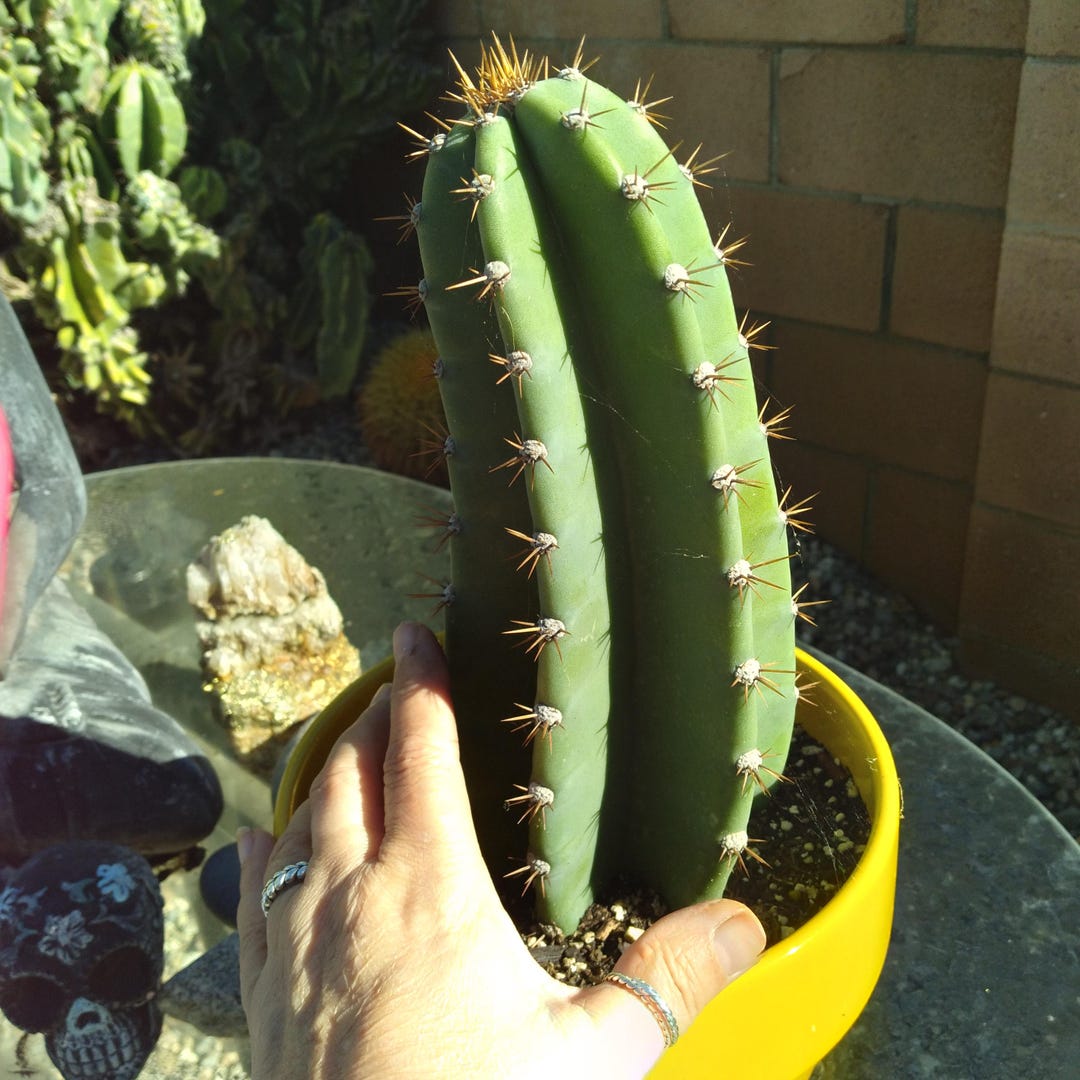 BLUE Peruvian Apple 10" Tip Rooting Cutting Torch Cactus - Etsy