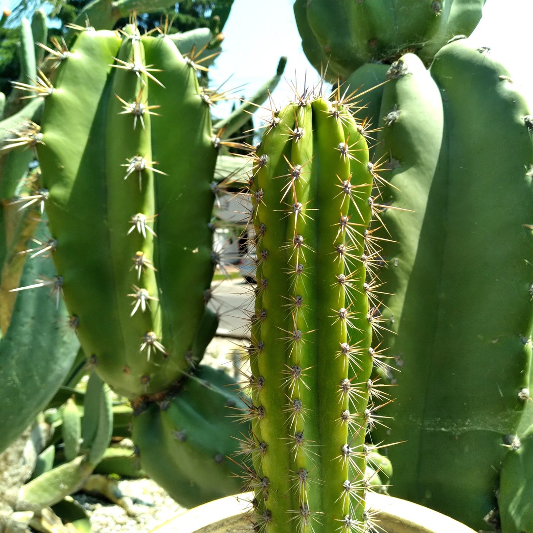 HUGE Herzogiana Peruvian BASEBALL BAT 10" Cactus - Etsy