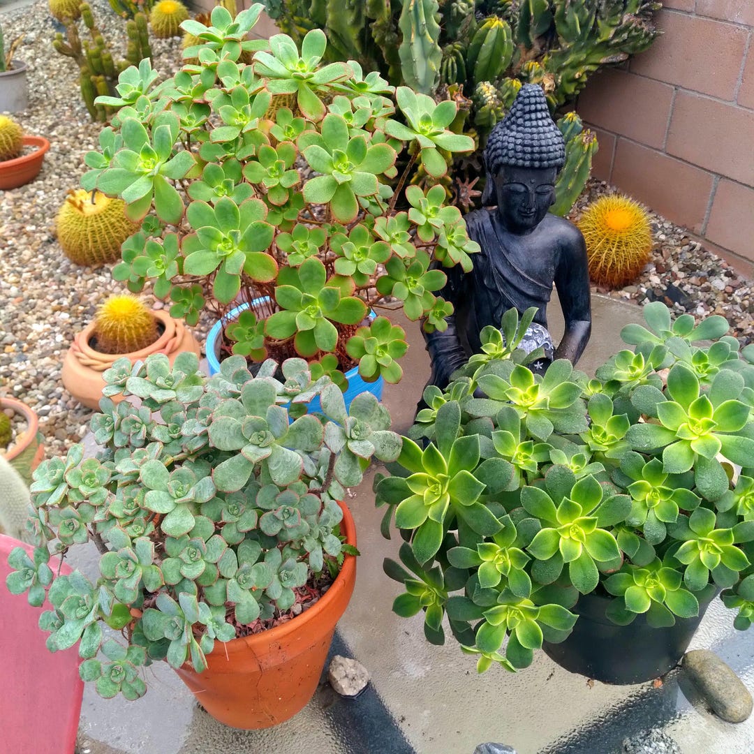 Fluffy Aeoniums 12" Tall Succulents - Etsy