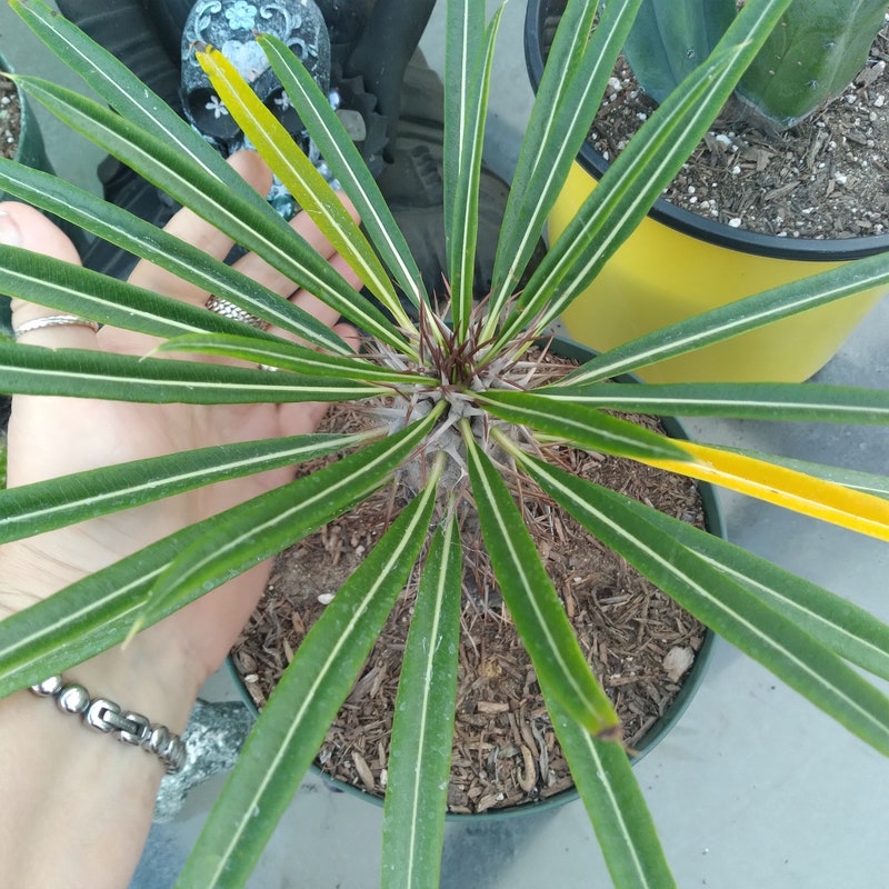 Madagascar Palm - Etsy