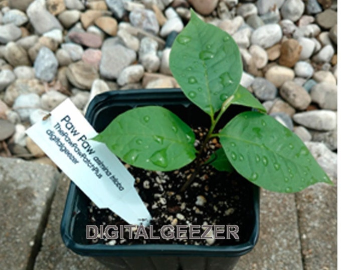 12 Fresh Paw Paw Fruit Tree Seeds * Pawpaw the Indiana Banana * New ...