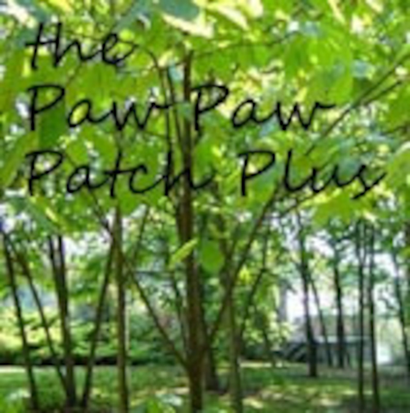 12 Fresh Paw Paw Fruit Tree Seeds * Pawpaw the Indiana Banana * New ...