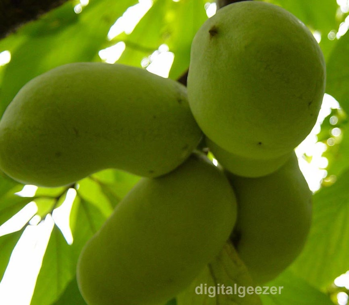 12 Fresh Paw Paw Fruit Tree Seeds * Pawpaw the Indiana Banana * New ...