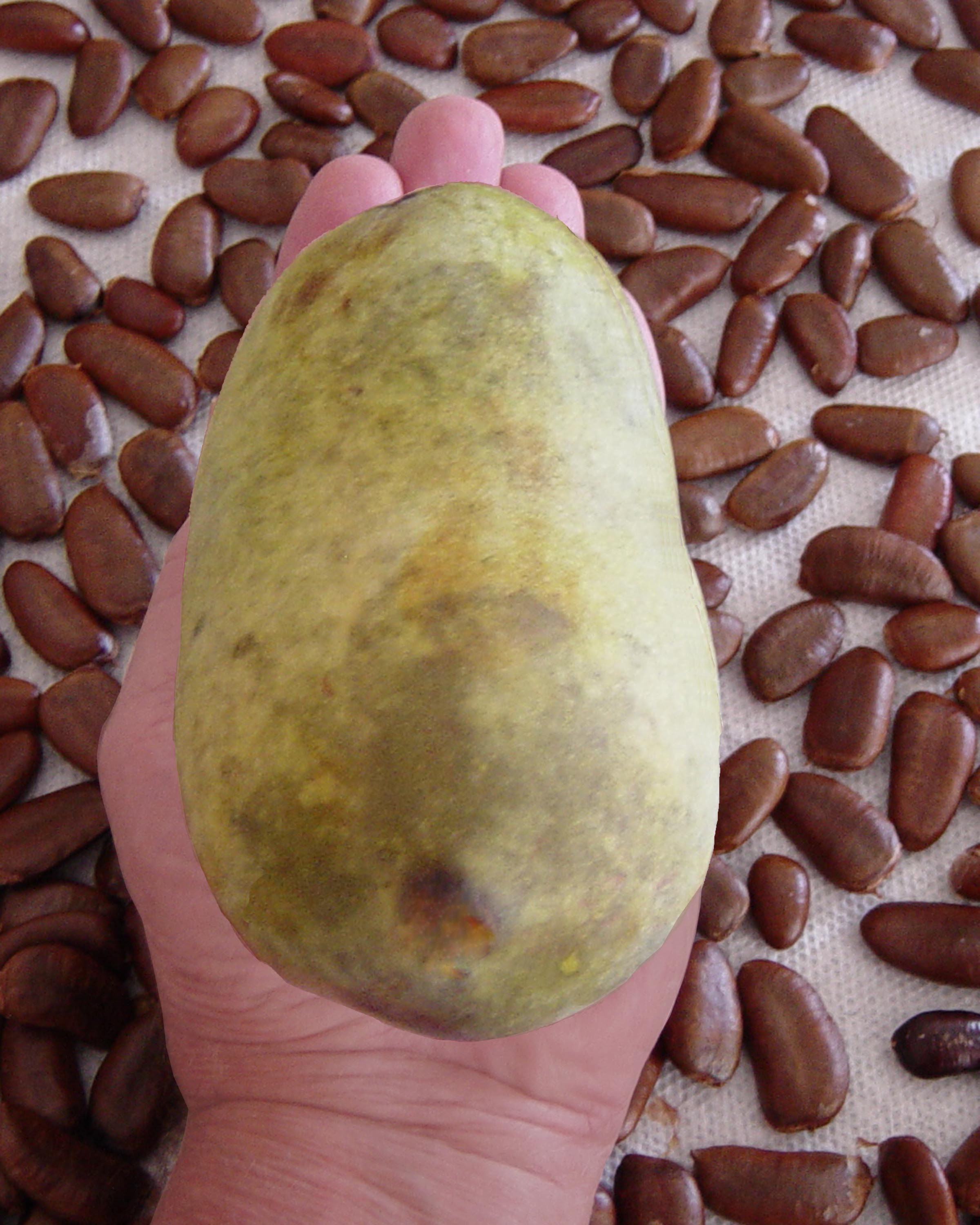12 Fresh Paw Paw Fruit Tree Seeds * Pawpaw the Indiana Banana * New ...
