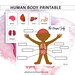 Human Body Printable Package, Flashcards, Digital Download, the Human ...