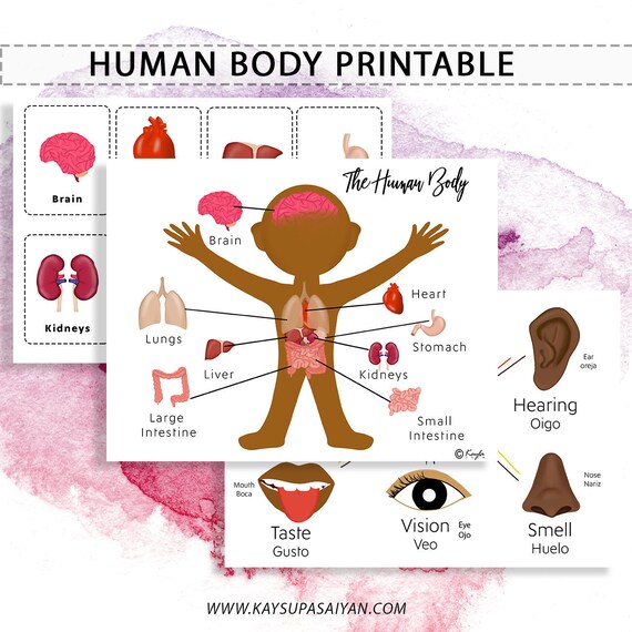 Human Body Printable Package Flashcards Digital Download - Etsy