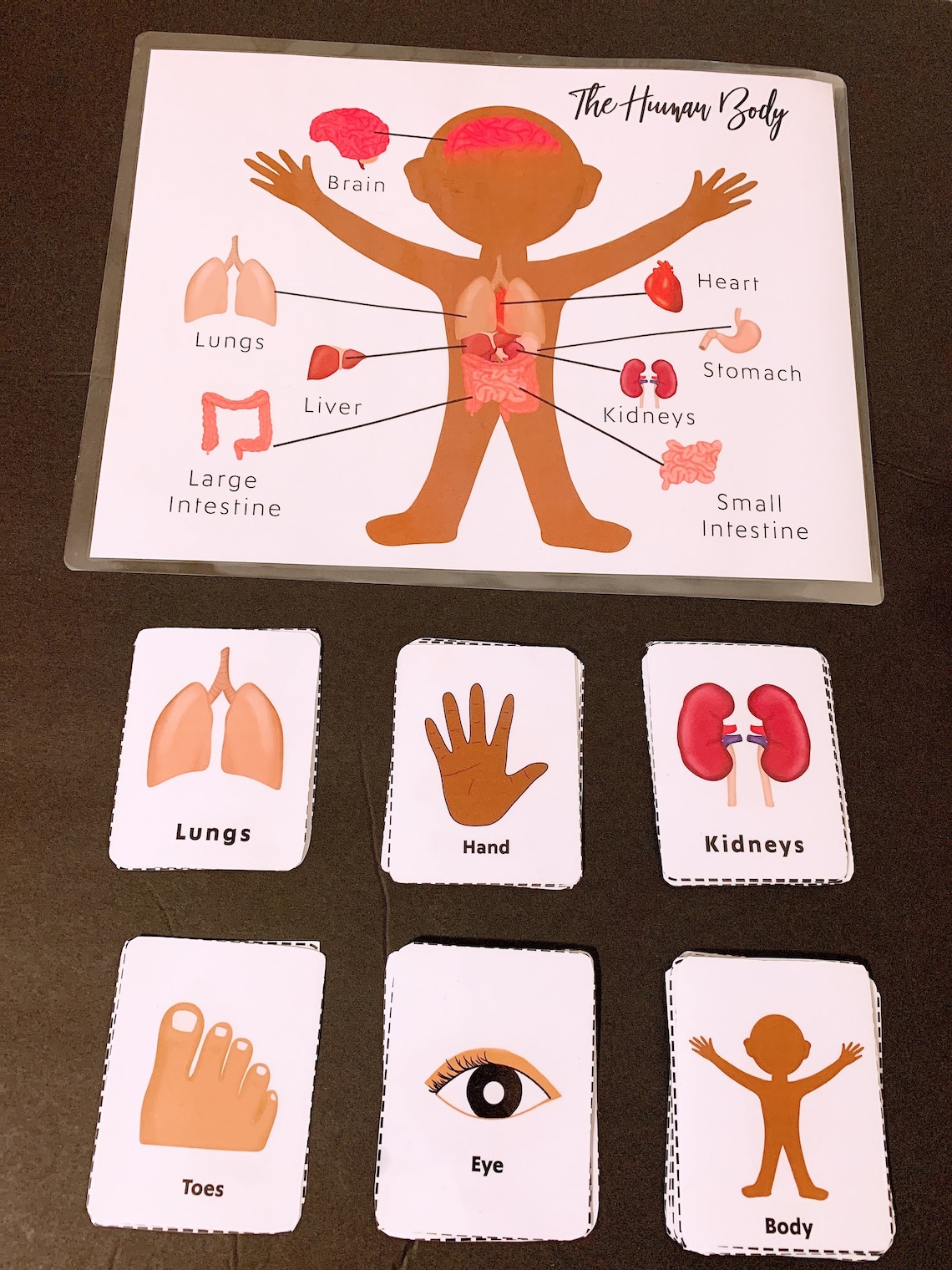 Human Body Printable Package Flashcards Digital Download - Etsy