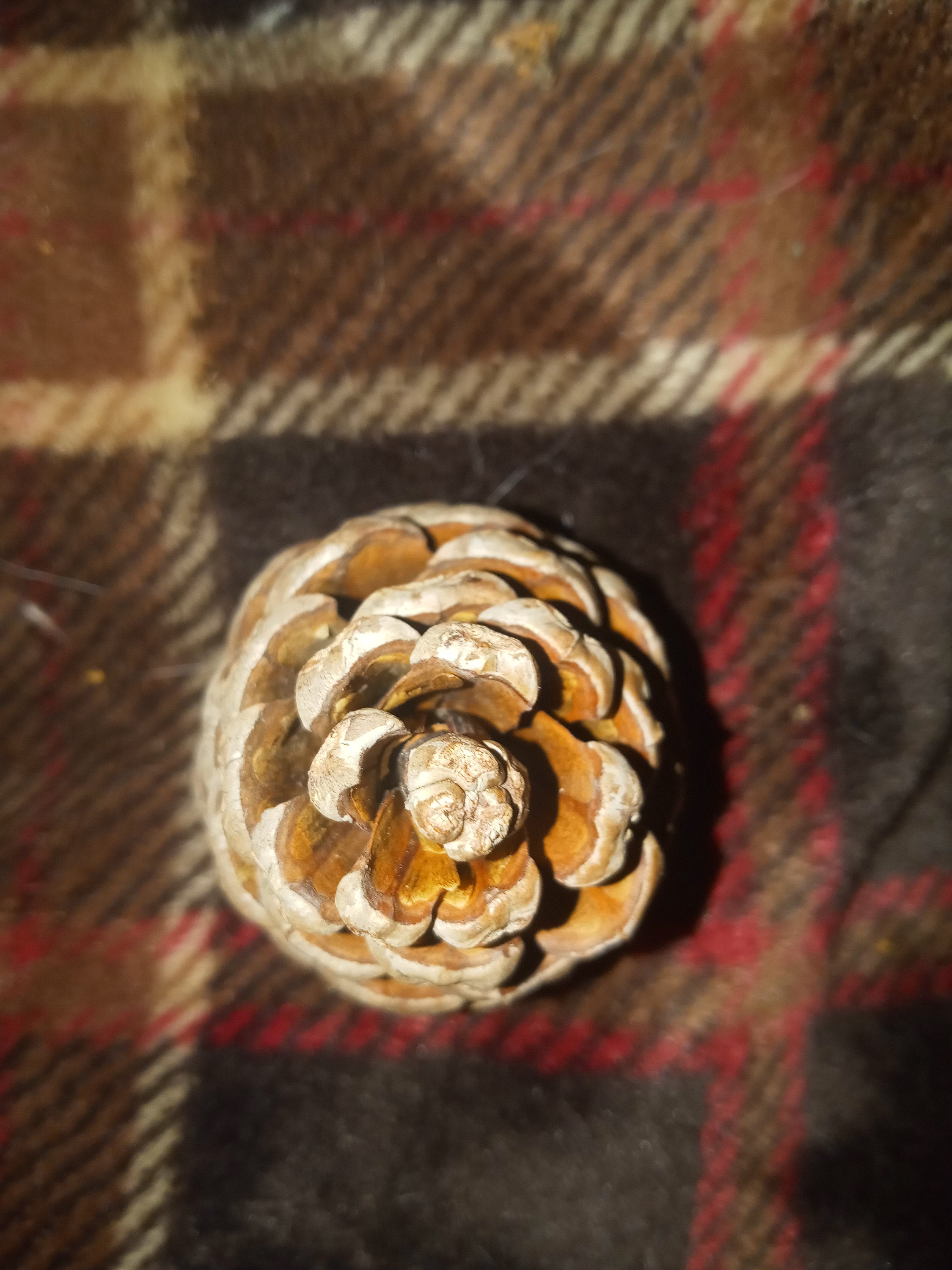 20 Jeffrey Pine Cones ..ready for Crafts! - Etsy