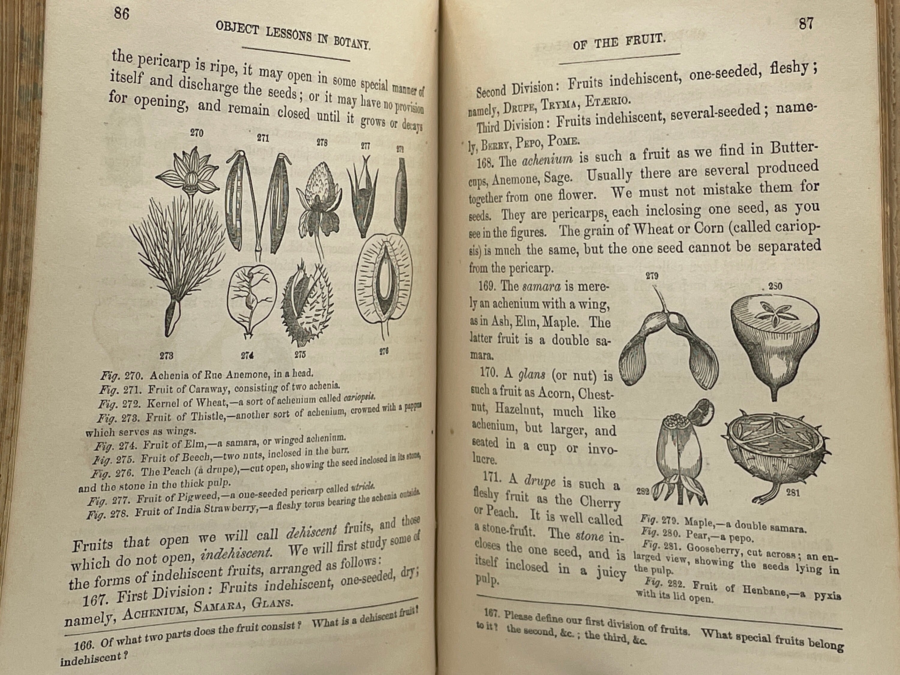 Antique Illustrated Botany Book 1869 leaves and Flowers or Object ...