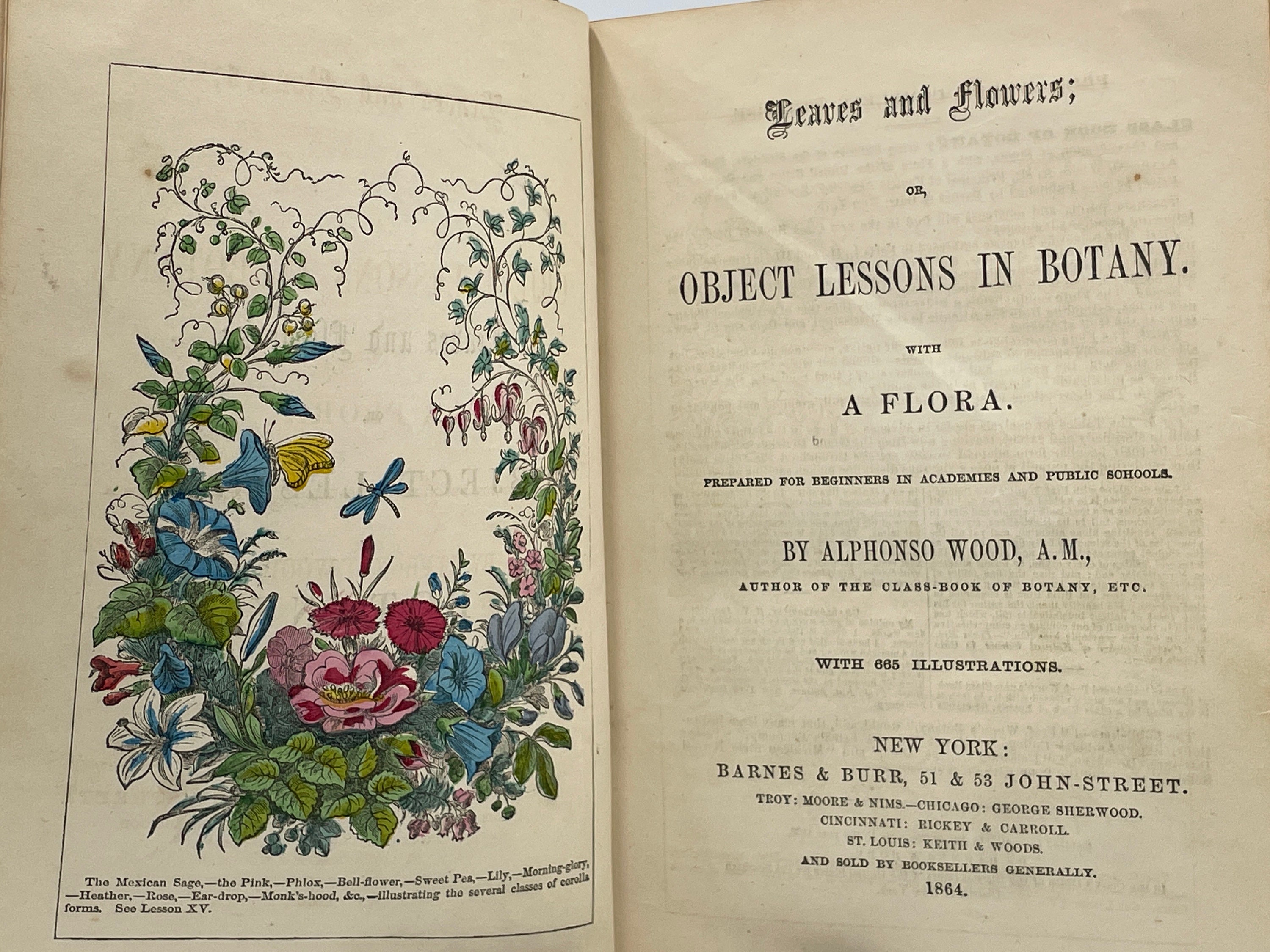 Antique Illustrated Botany Book 1869 leaves and Flowers or Object ...