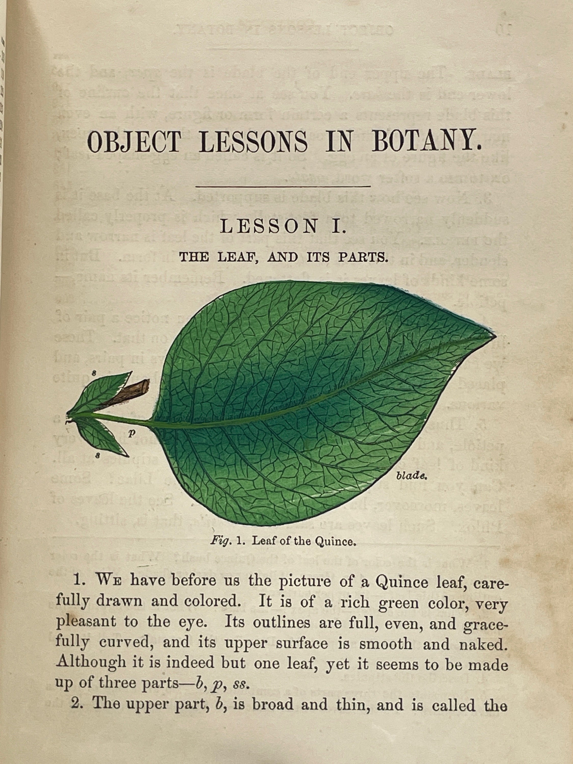 Antique Illustrated Botany Book 1869 leaves and Flowers or Object ...