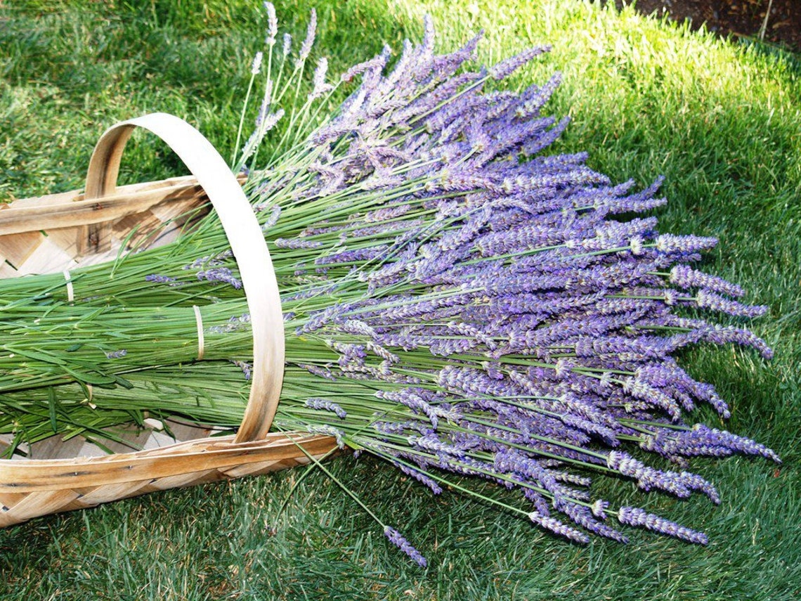 2 Lavender Bundle Grosso 5oz | Etsy