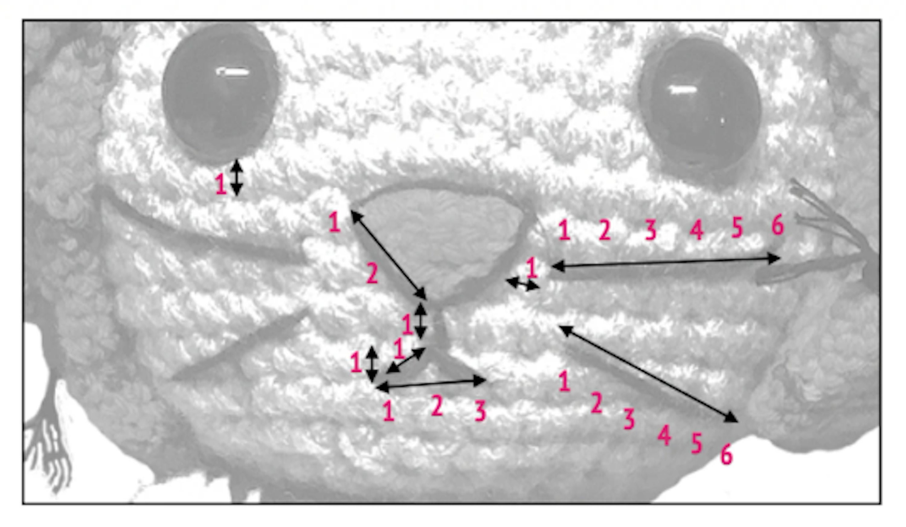 Meow Medusa Softie Crochet Pattern & Sticker Design - Etsy