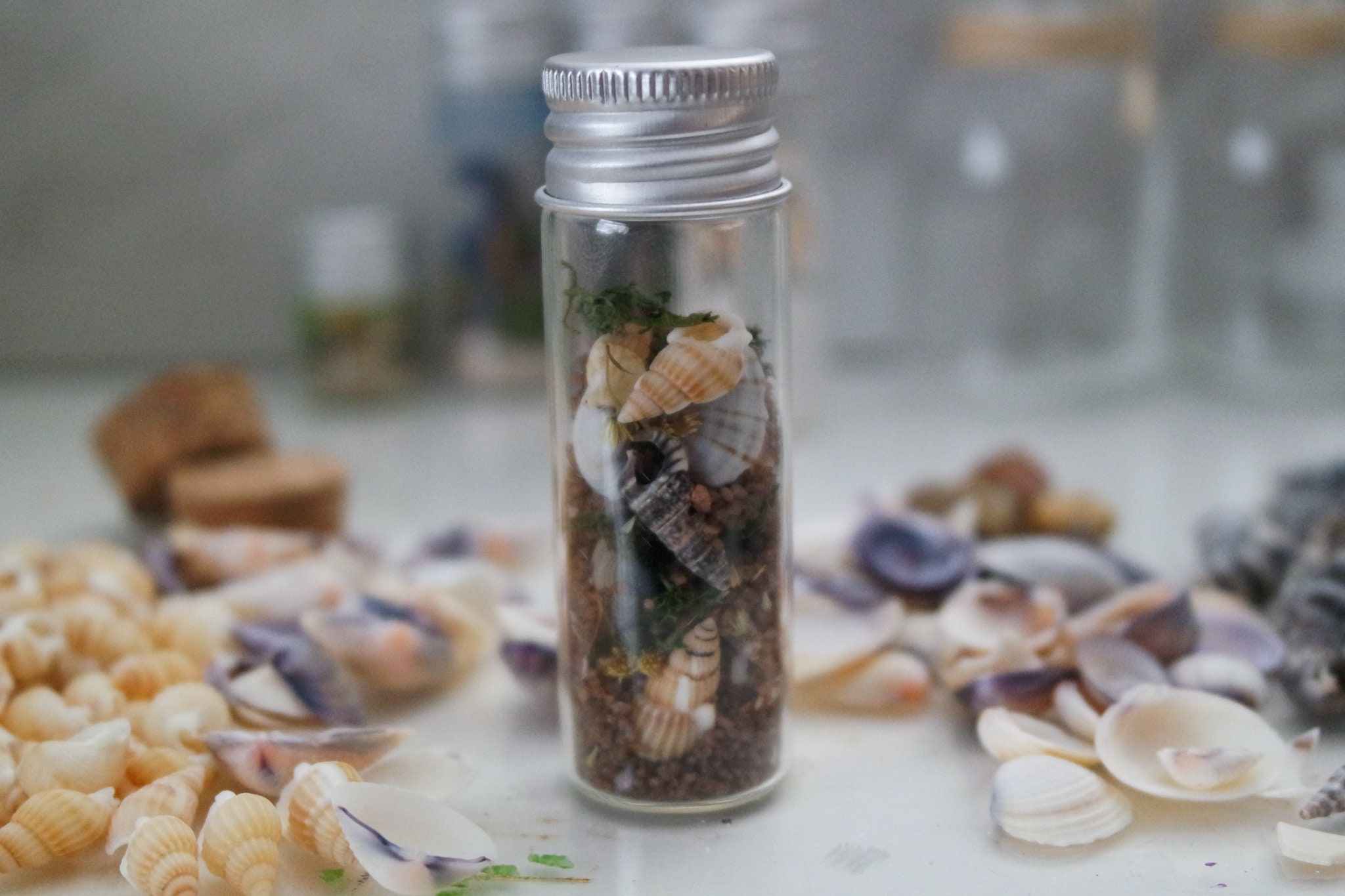 Seashell Nature Fidget Jar - Etsy