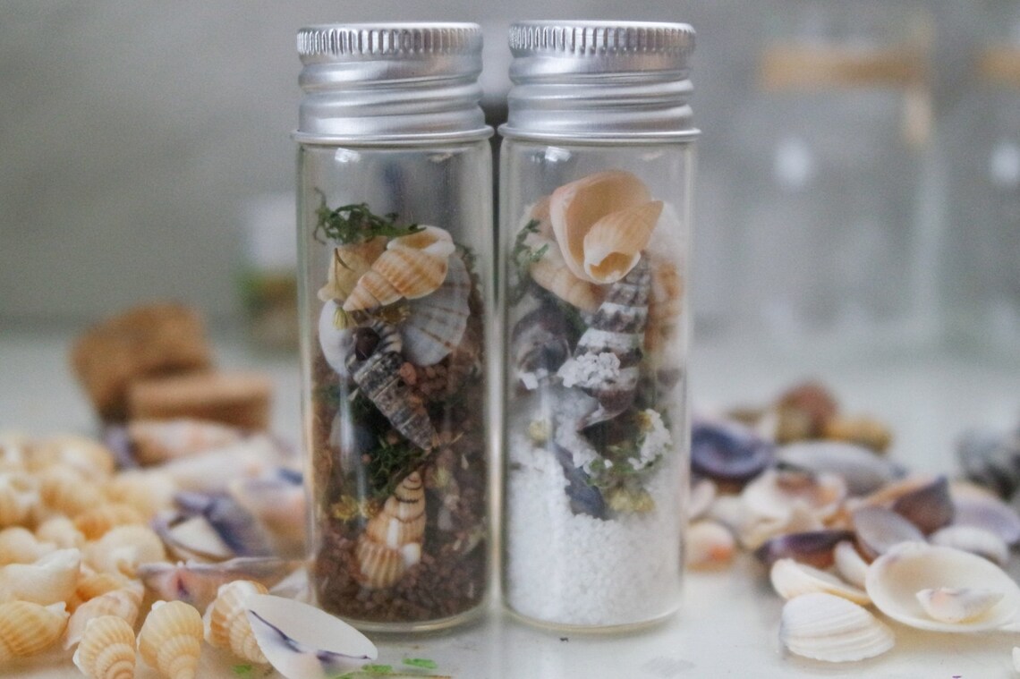 Seashell Nature Fidget Jar - Etsy