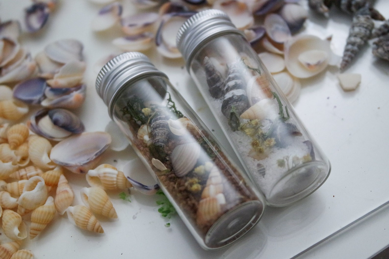 Seashell Nature Fidget Jar - Etsy