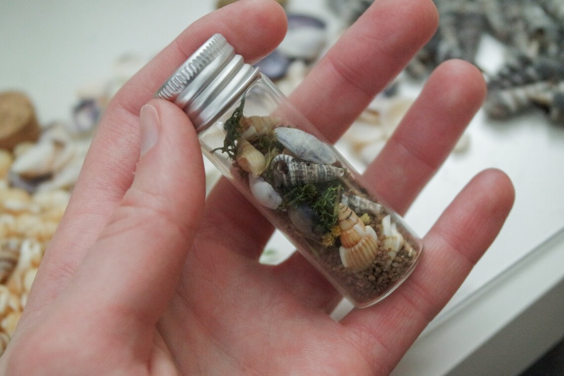 Seashell Nature Fidget Jar - Etsy