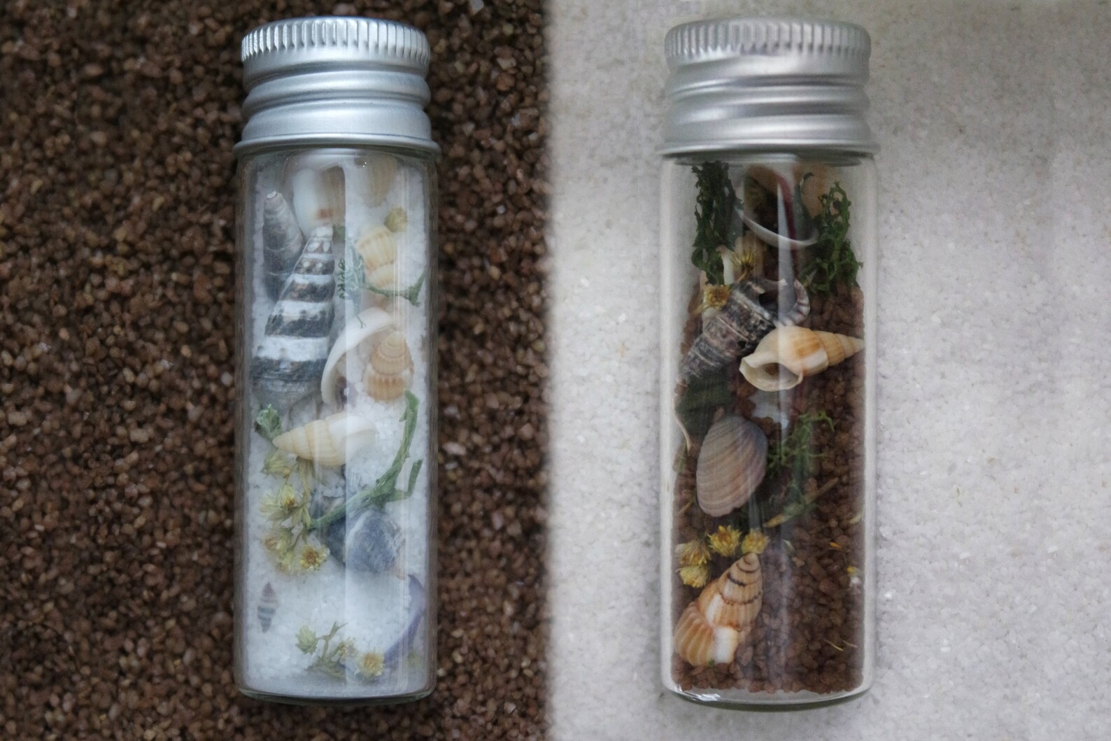 Seashell Nature Fidget Jar - Etsy