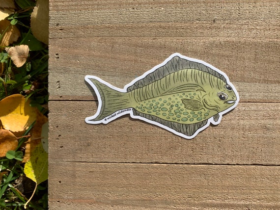 Alaskan Halibut Sketch Sticker - Etsy