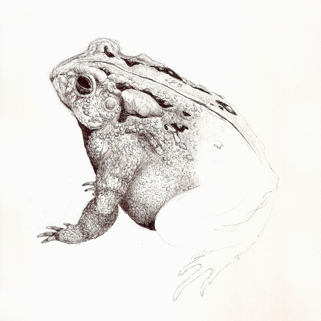 Toad Fine Art Print - Etsy