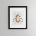 Tick Watercolor Painting Print Wall Art - Etsy
