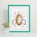 Tick Watercolor Painting Print Wall Art - Etsy