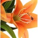 Set of 5 Stems, Artificial Tiger Lily Stems, Orange Tiger Lily Flowers ...