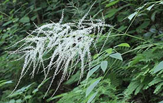 Goat's Beard Seeds (aruncus Dioicus) Organic - Etsy