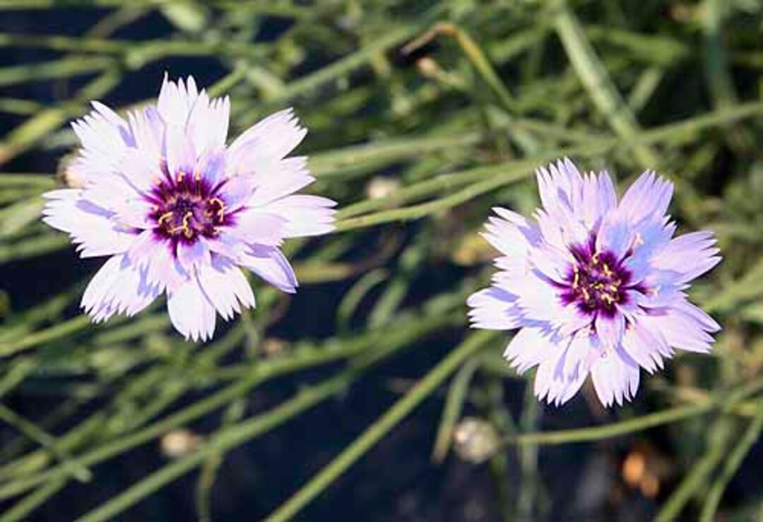 Cupids Dart Seeds (catananche Caerulea) Organic - Etsy
