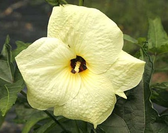 Abelmoschus Manihot | Etsy