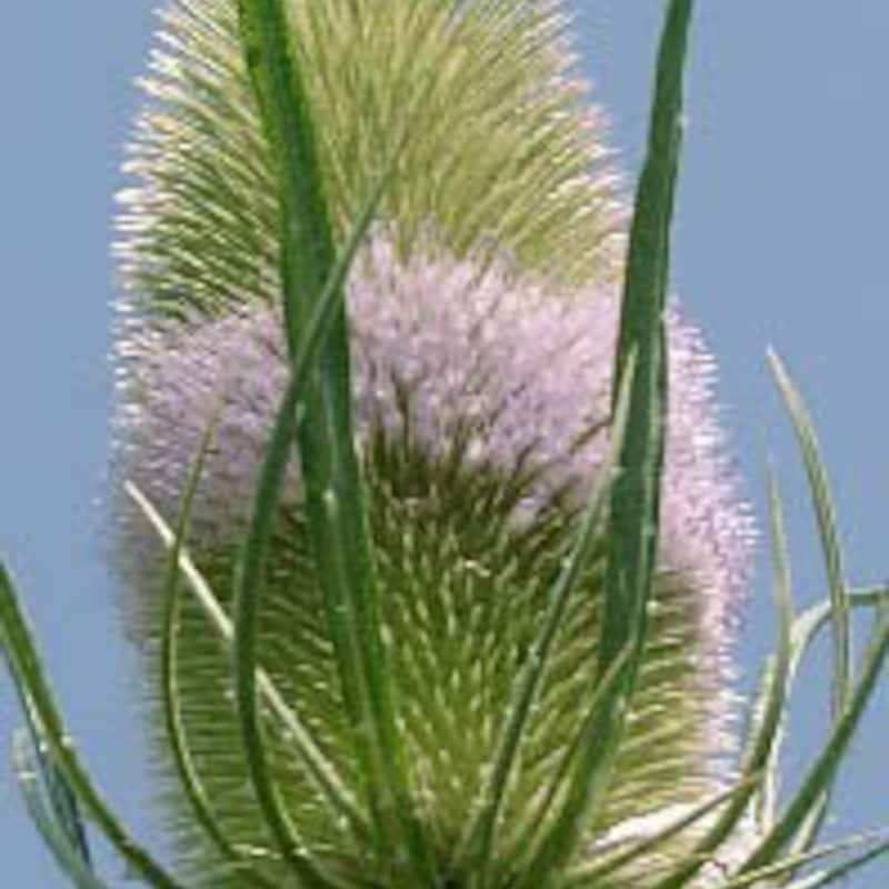 Teasel Plant - Etsy
